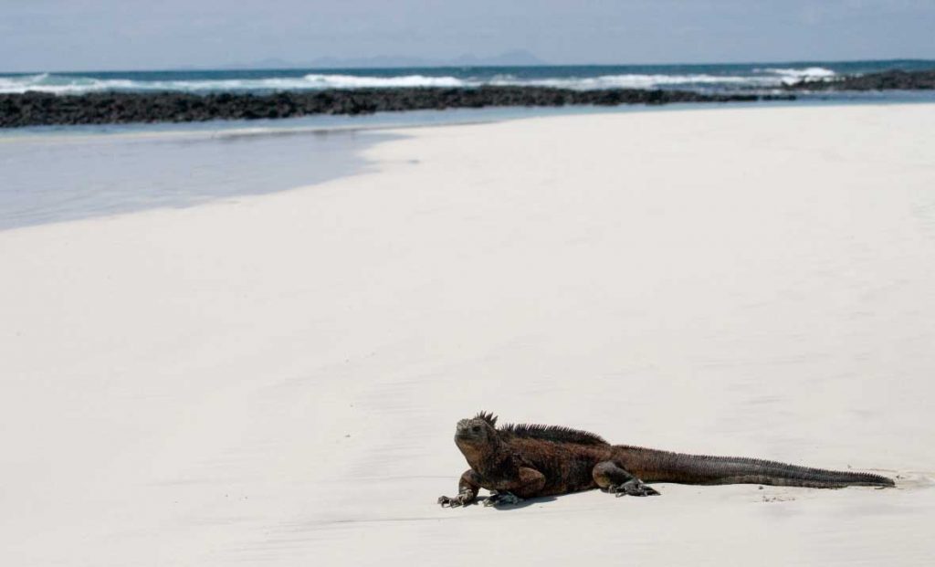 The endemic & native animals of the Galapagos Islands – Part 2 | Tierra ...