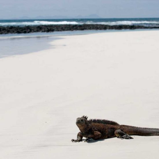 The endemic & native animals of the Galapagos Islands – Part 2 | Tierra ...